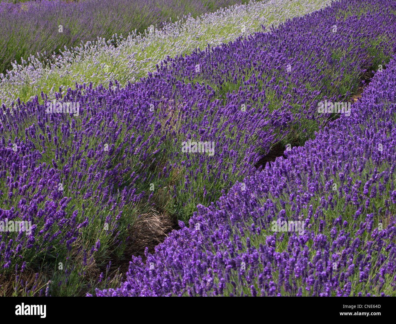 lavender farm snowshill cotswolds gloucestershire Stock Photo - Alamy