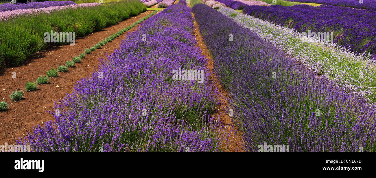 lavender farm snowshill cotswolds gloucestershire Stock Photo - Alamy