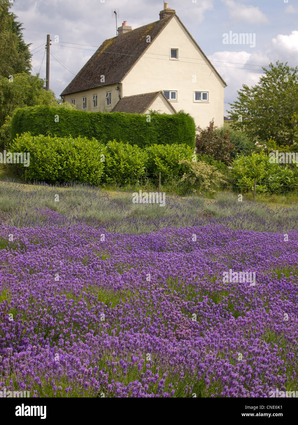 lavender farm snowshill cotswolds gloucestershire Stock Photo - Alamy