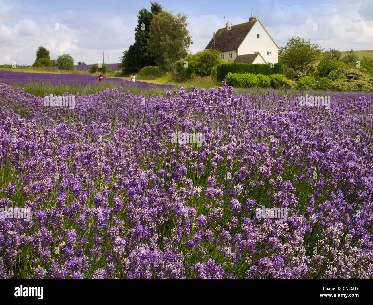 lavender farm snowshill cotswolds gloucestershire Stock Photo - Alamy