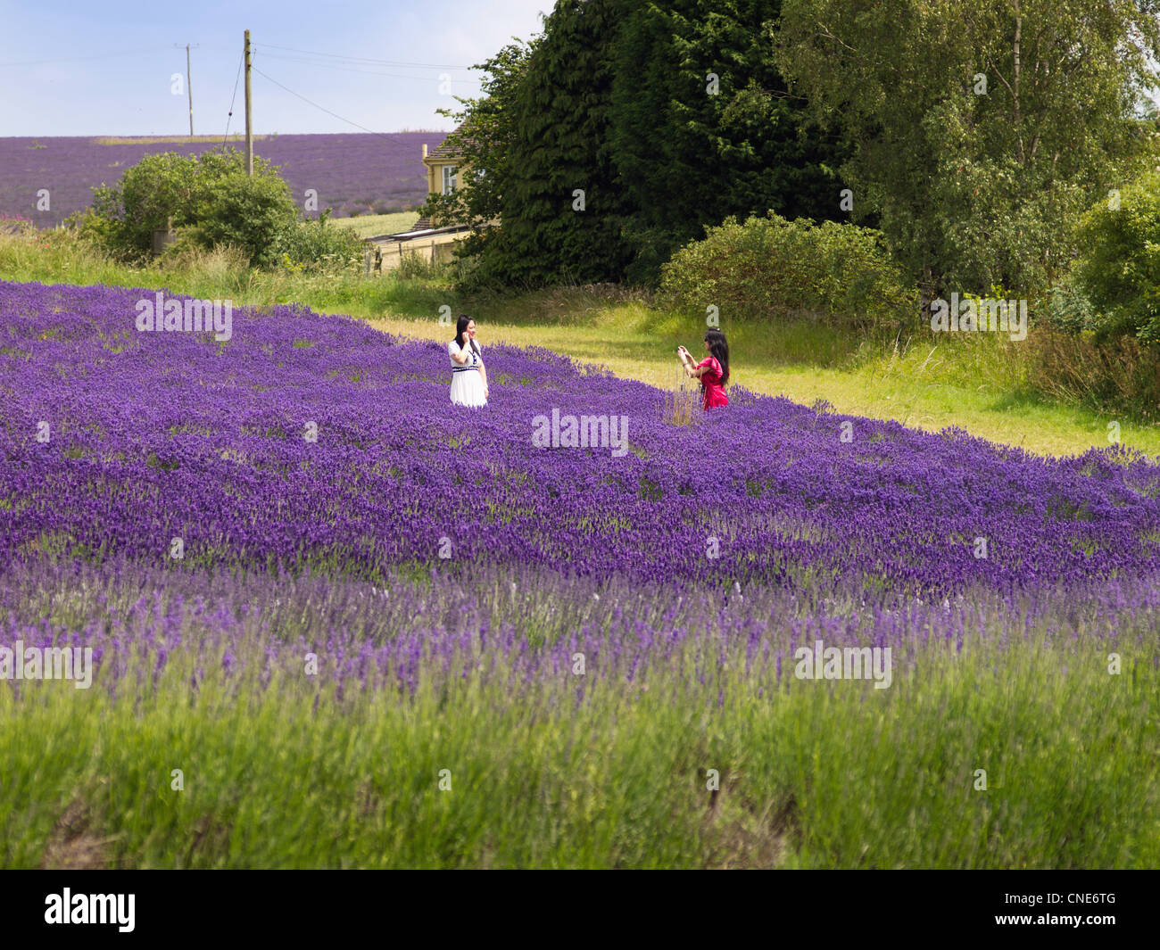 lavender farm snowshill cotswolds gloucestershire Stock Photo - Alamy