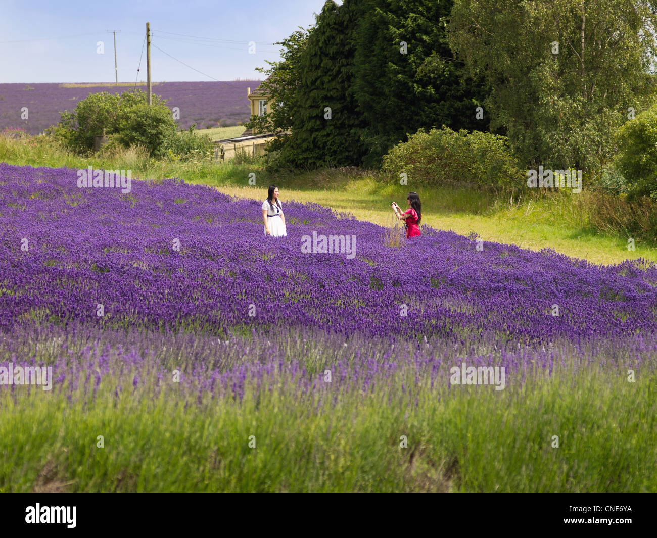 lavender farm snowshill cotswolds gloucestershire Stock Photo - Alamy