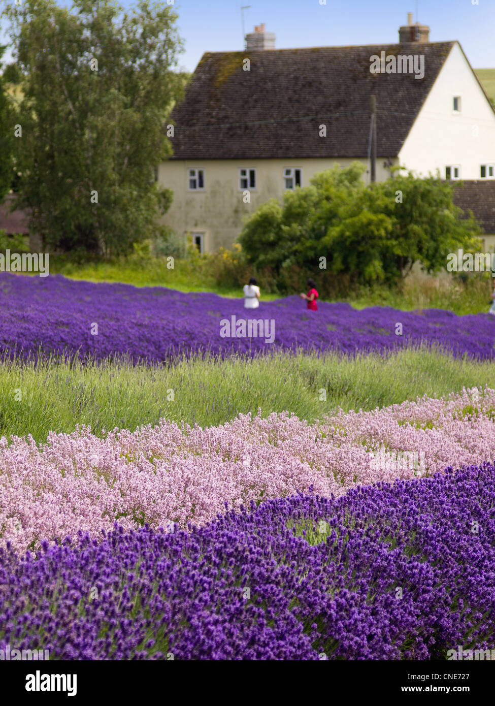 lavender farm snowshill cotswolds gloucestershire Stock Photo - Alamy