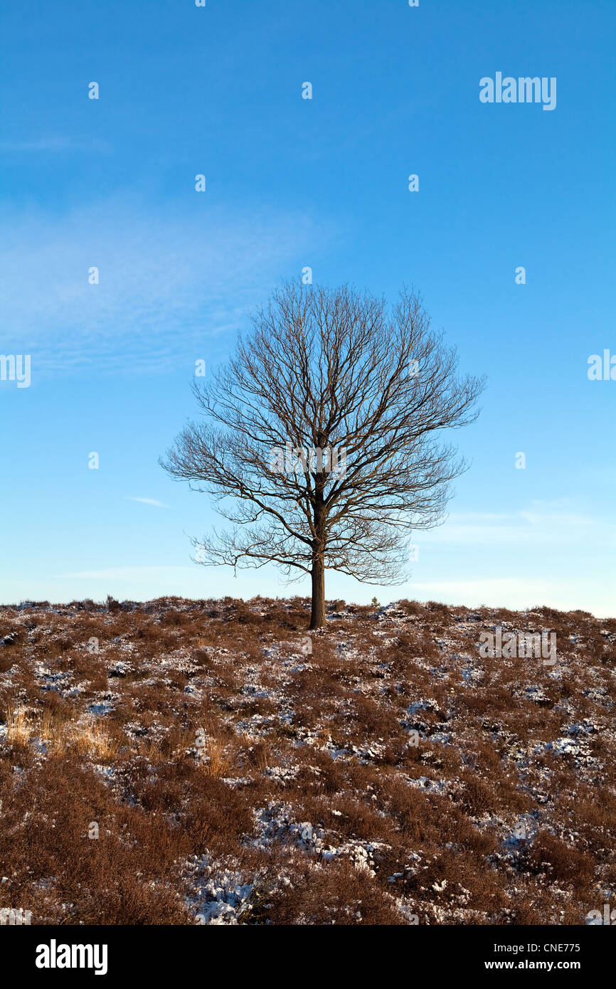 one lonely tree over clear blue sky Stock Photo - Alamy