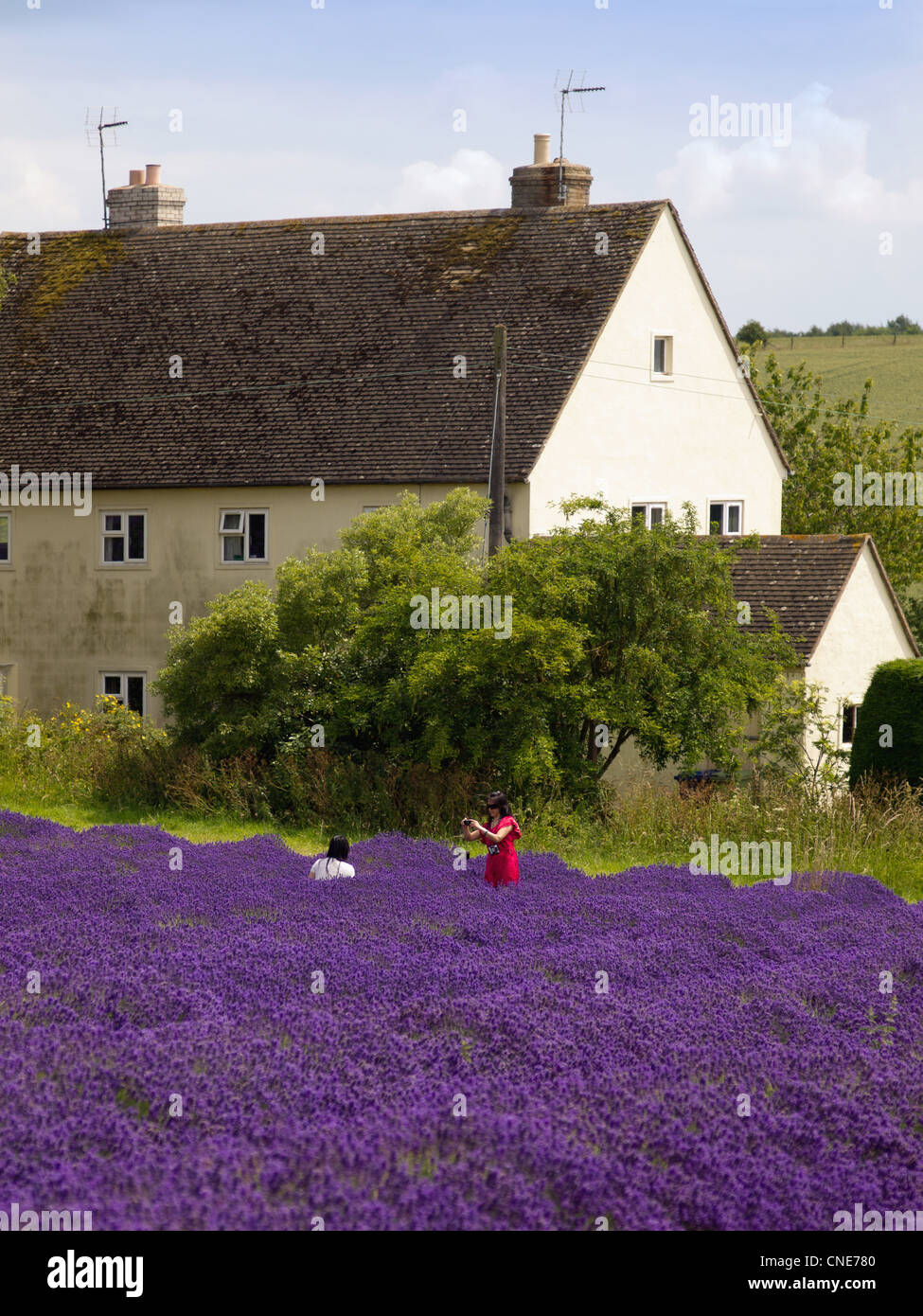 lavender farm snowshill cotswolds gloucestershire Stock Photo - Alamy