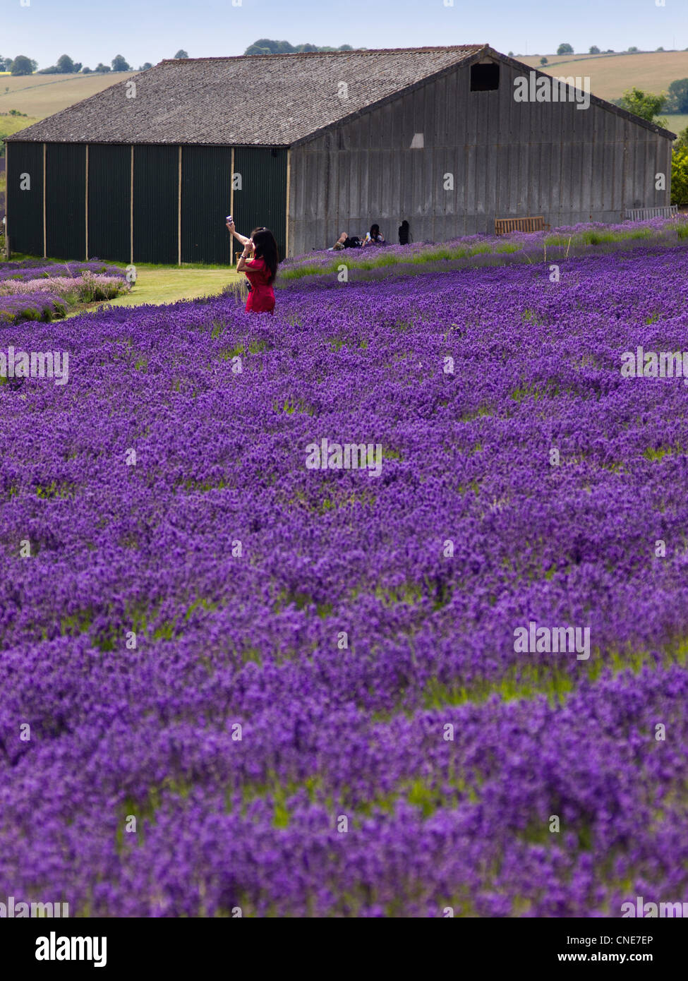 lavender farm snowshill cotswolds gloucestershire Stock Photo - Alamy
