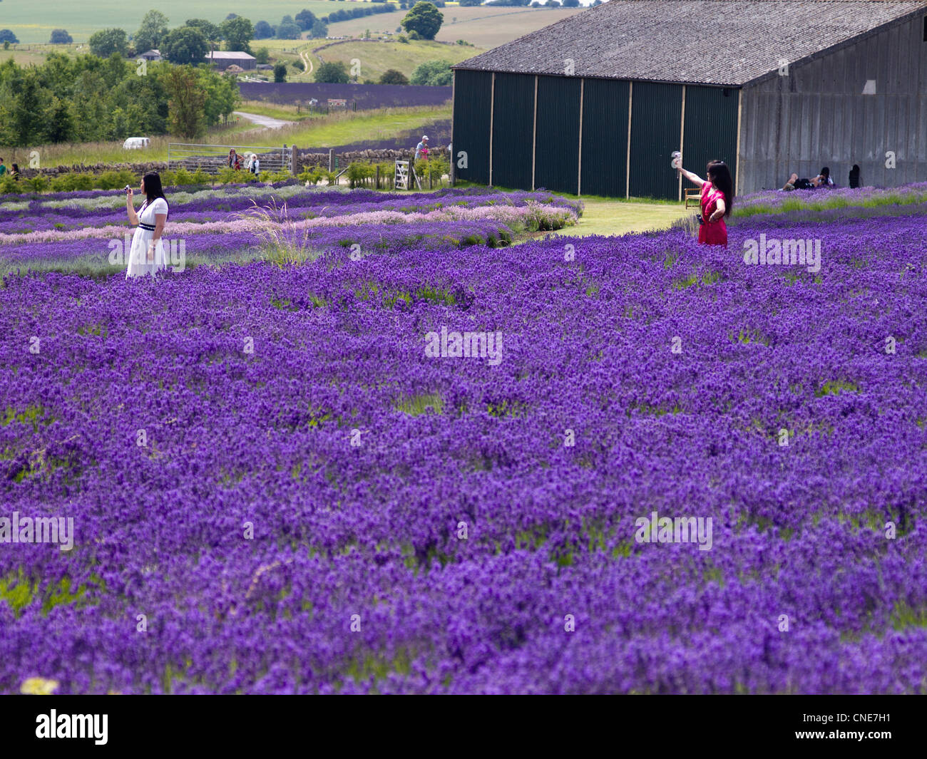 lavender farm snowshill cotswolds gloucestershire Stock Photo - Alamy