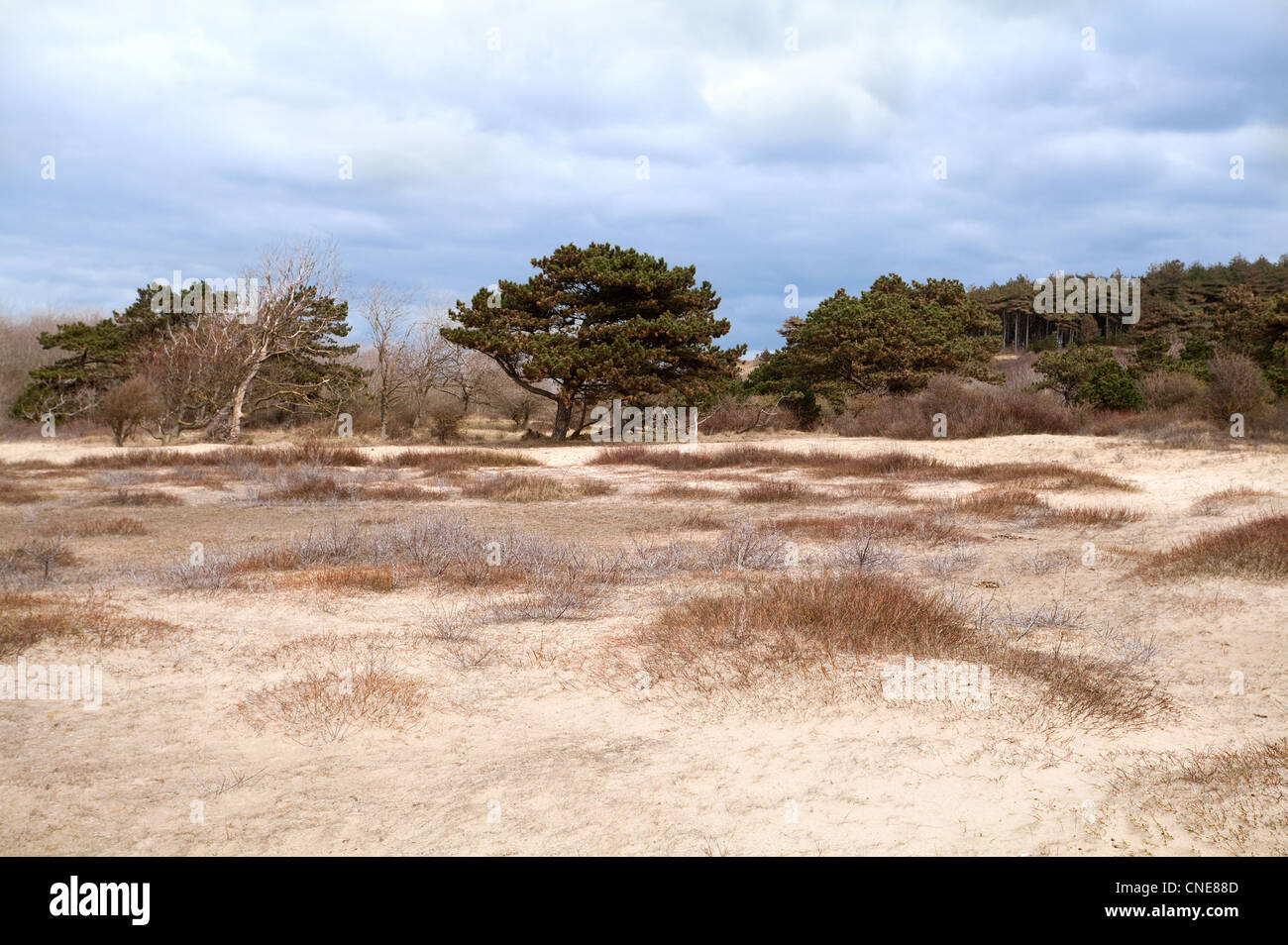 sandy savanna and coniferous trees Stock Photo - Alamy