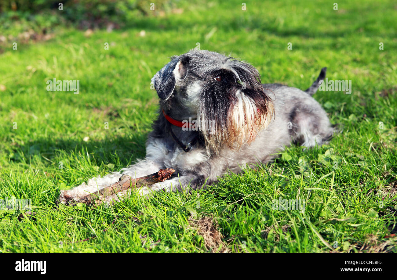 Salt and pepper schnauzer hi-res stock photography and images - Alamy