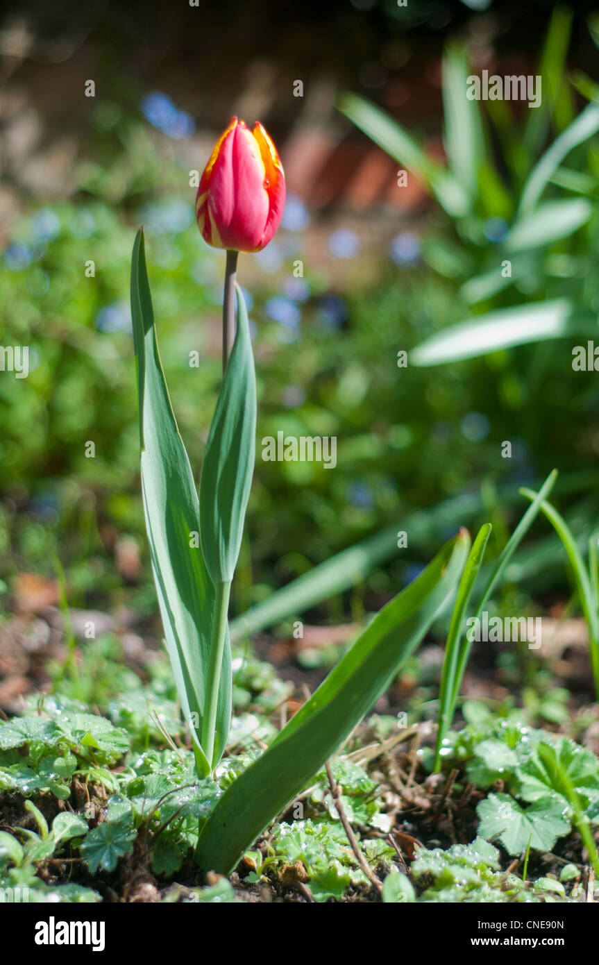 Tulip spring sunshine hi-res stock photography and images - Alamy