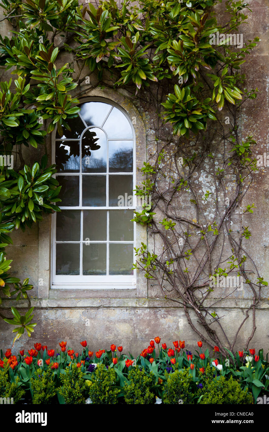 a beautiful window surrounded by foliage and tulips Stock Photo - Alamy