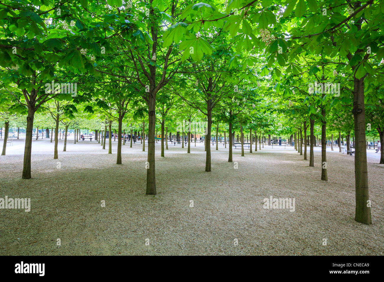 Flowering Chestnut trees in the Luxembourg Gardens, Paris Stock Photo ...