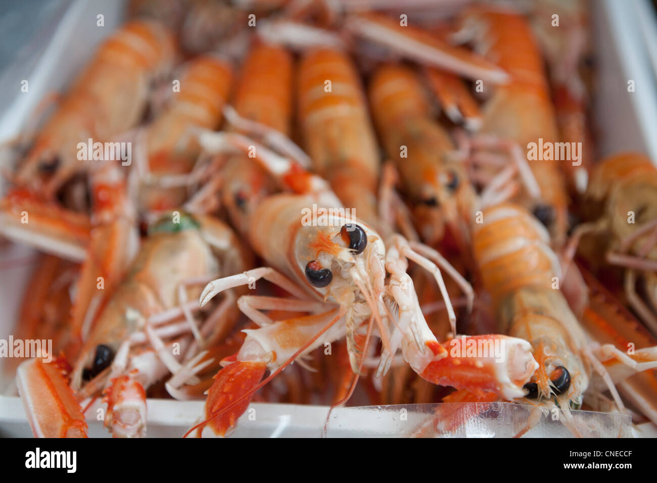Shellfish caught off Scotland Stock Photo - Alamy