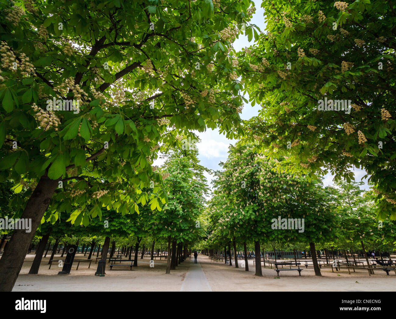 Spring Chestnut trees in the Luxembourg Gardens, Paris, France Stock ...