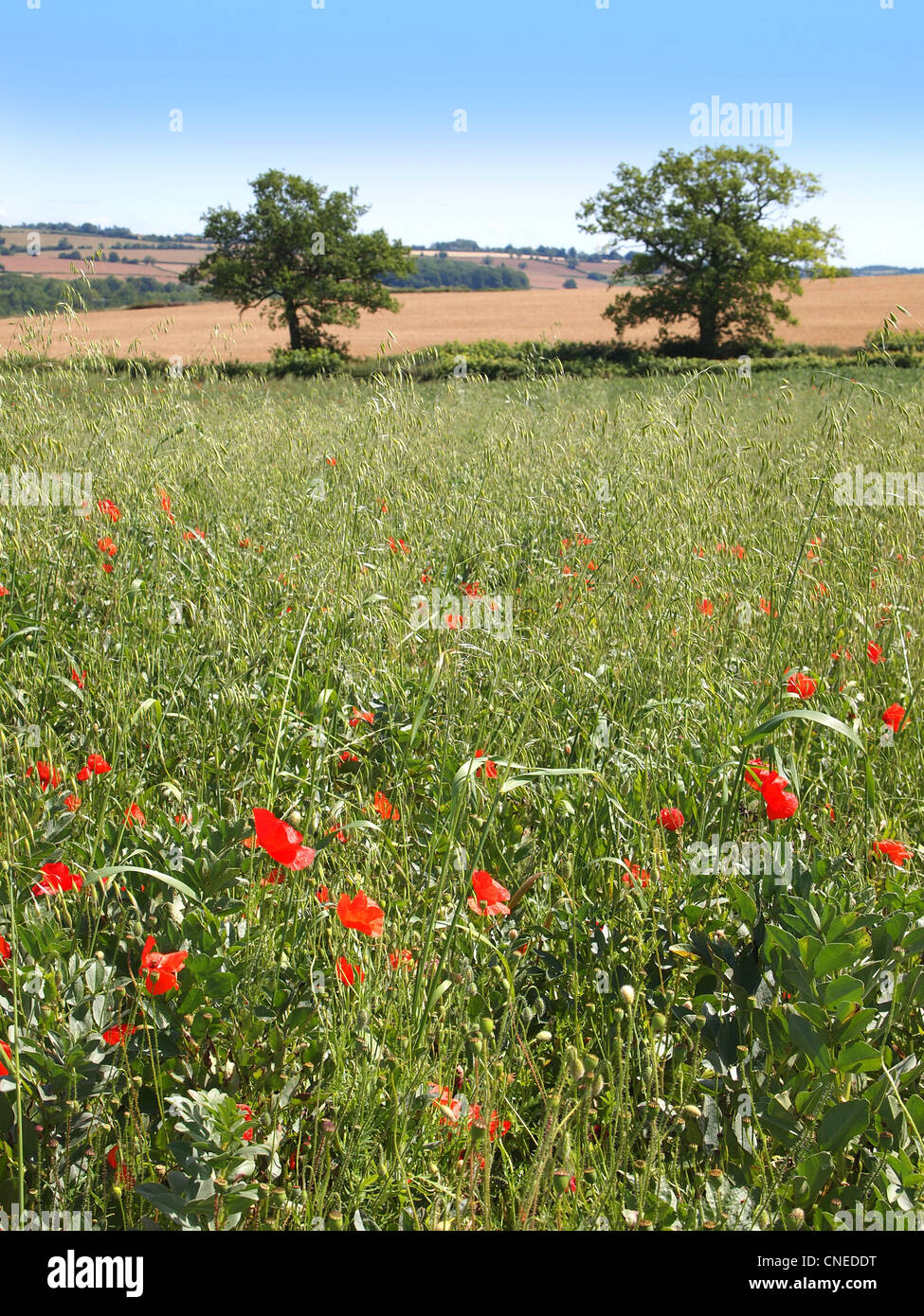 images of england Stock Photo - Alamy
