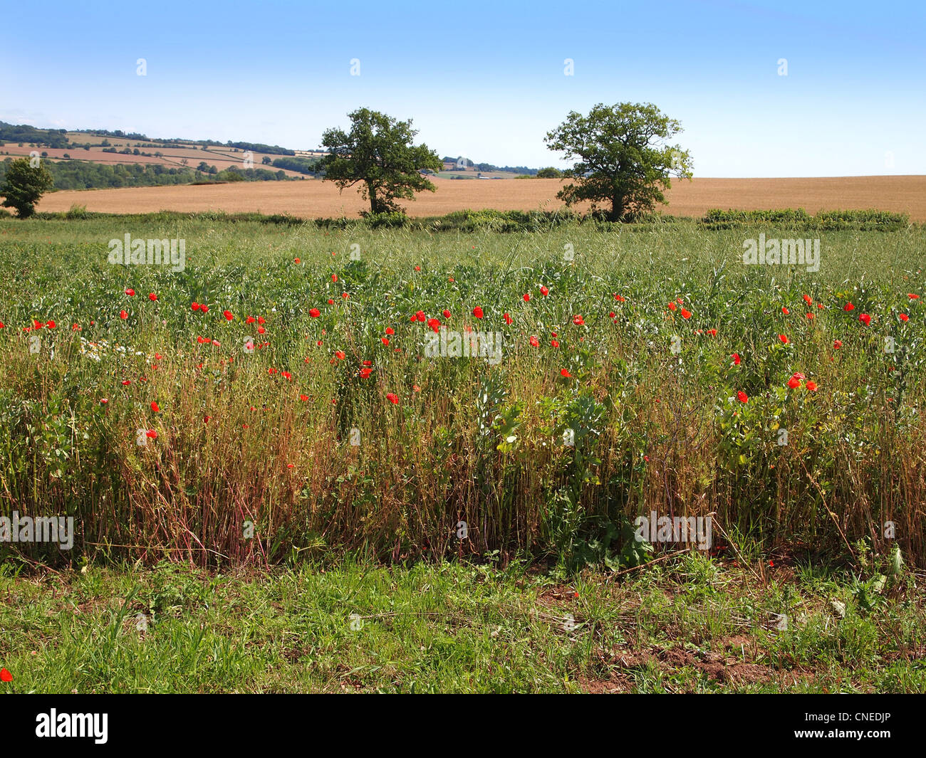 images of england Stock Photo - Alamy