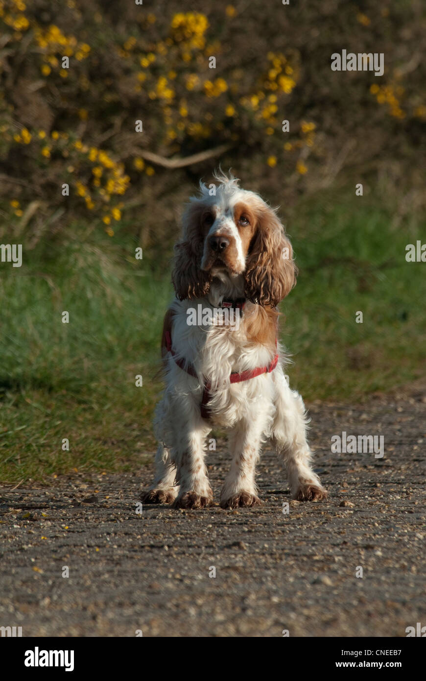 Red harness hi-res stock photography and images - Alamy