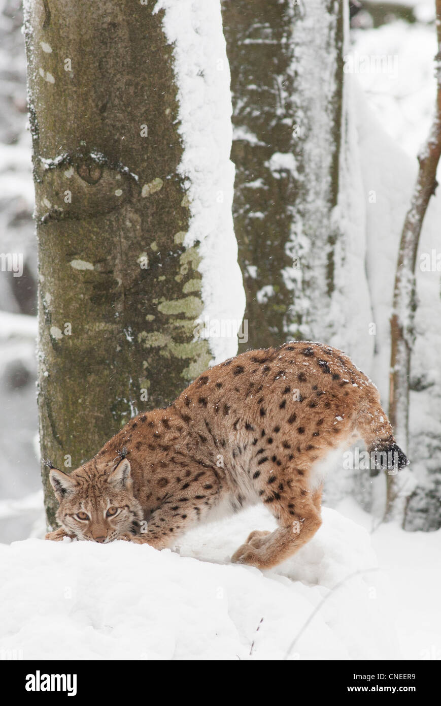 lynx in winter snow Stock Photo - Alamy