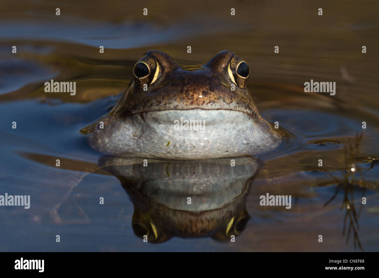 Croak hi-res stock photography and images - Alamy