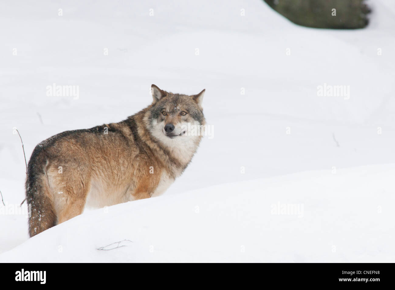 Wolves snow hi-res stock photography and images - Alamy