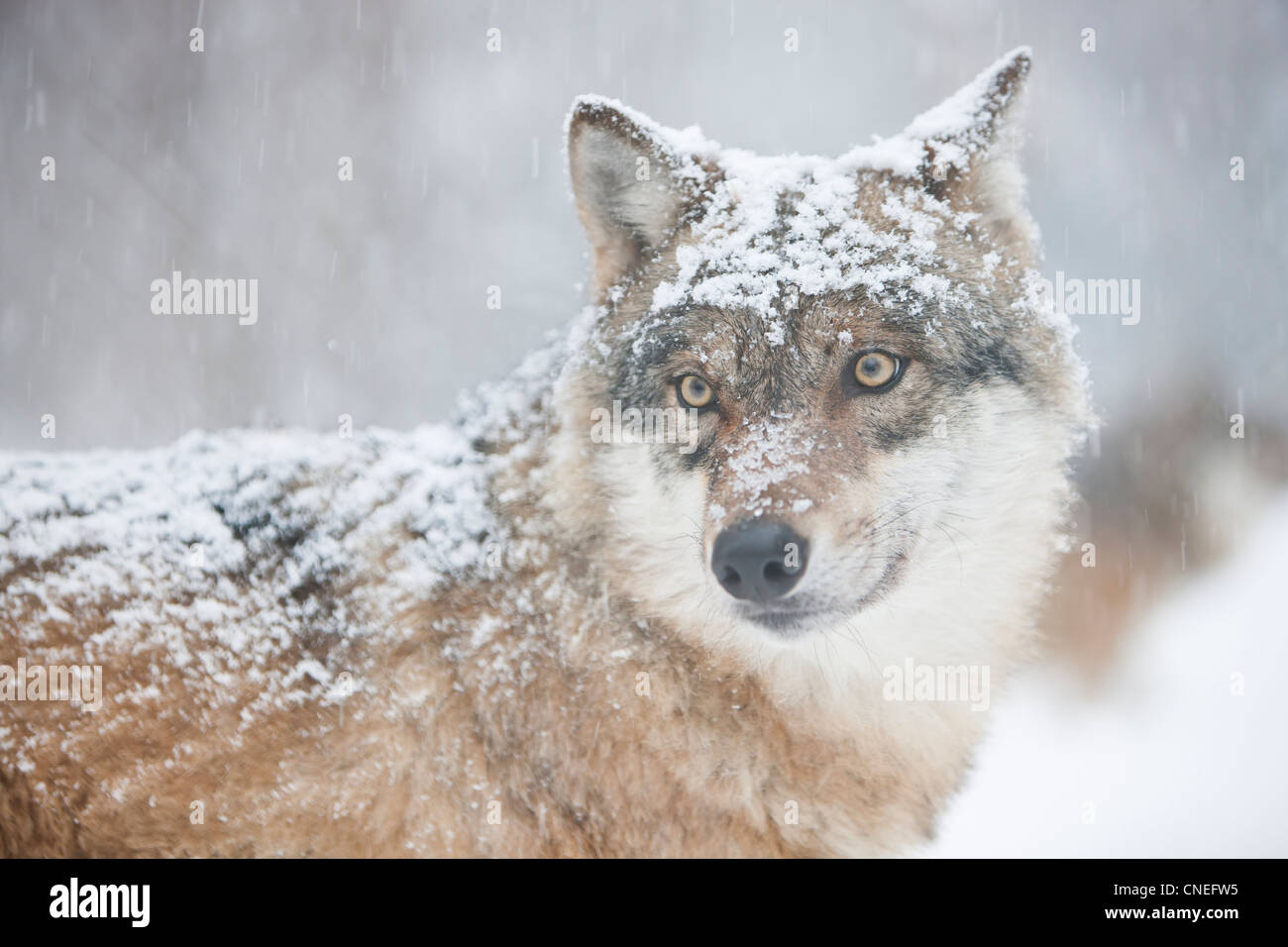 Wolves snow hi-res stock photography and images - Alamy