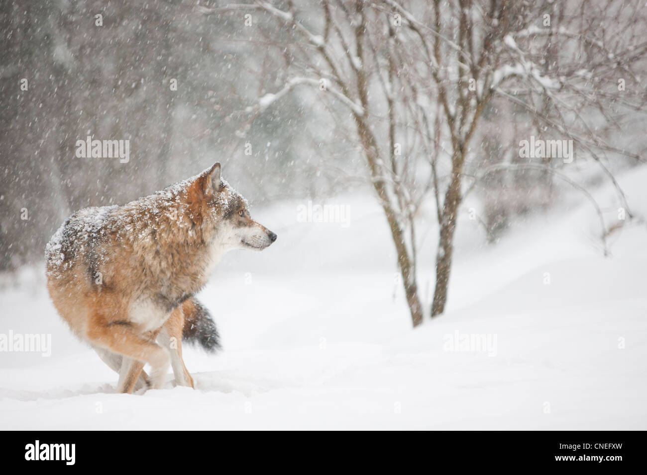 Wolves snow hi-res stock photography and images - Alamy