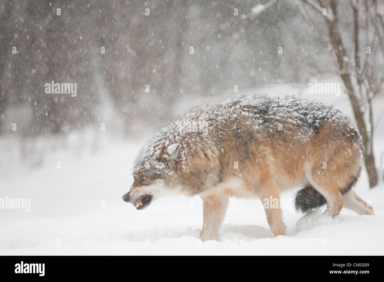 Angry wolf hi-res stock photography and images - Alamy