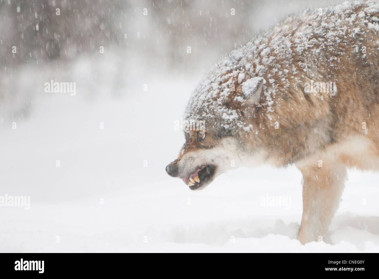 Angry wolf hi-res stock photography and images - Alamy