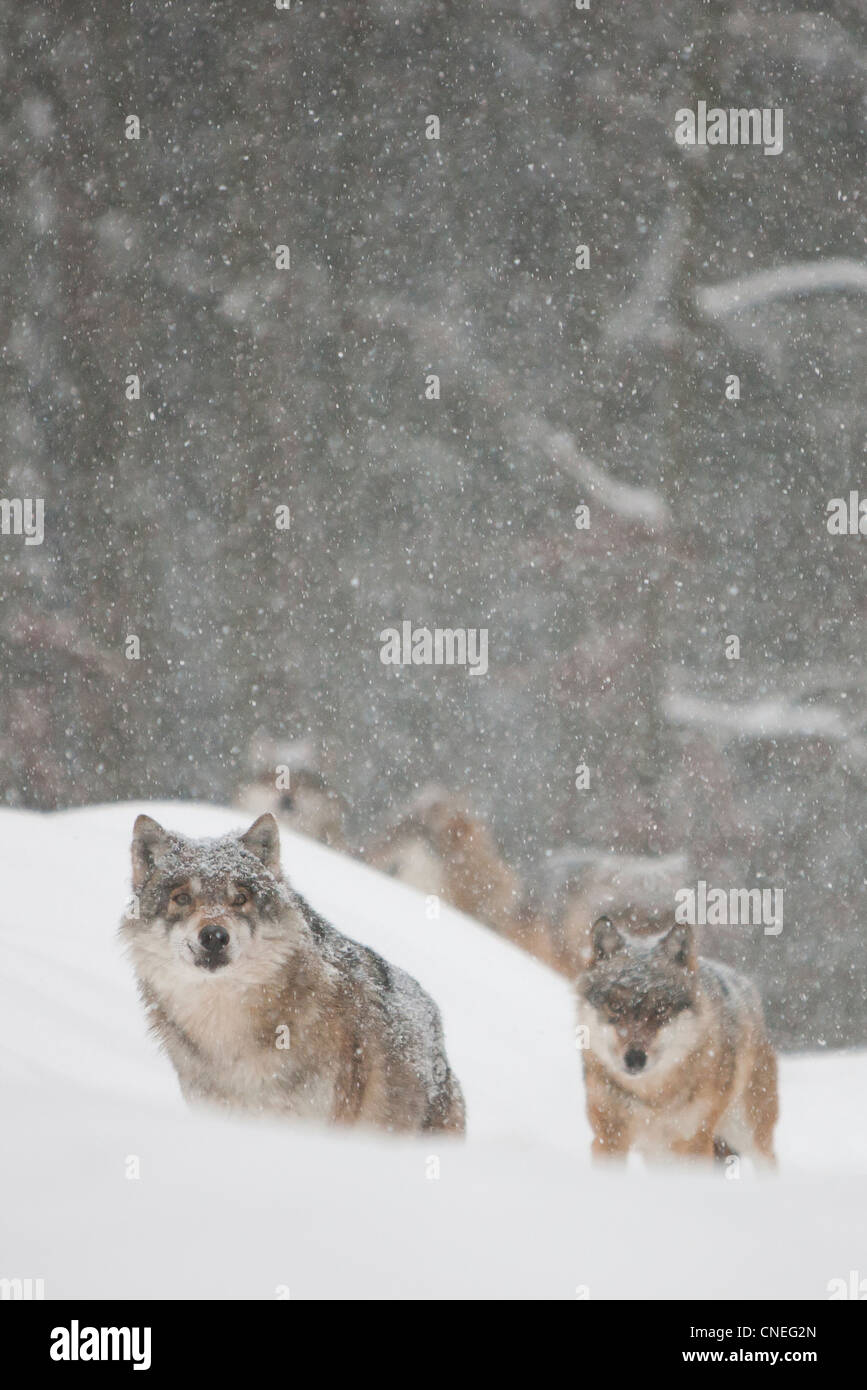 Wolves snow hi-res stock photography and images - Alamy