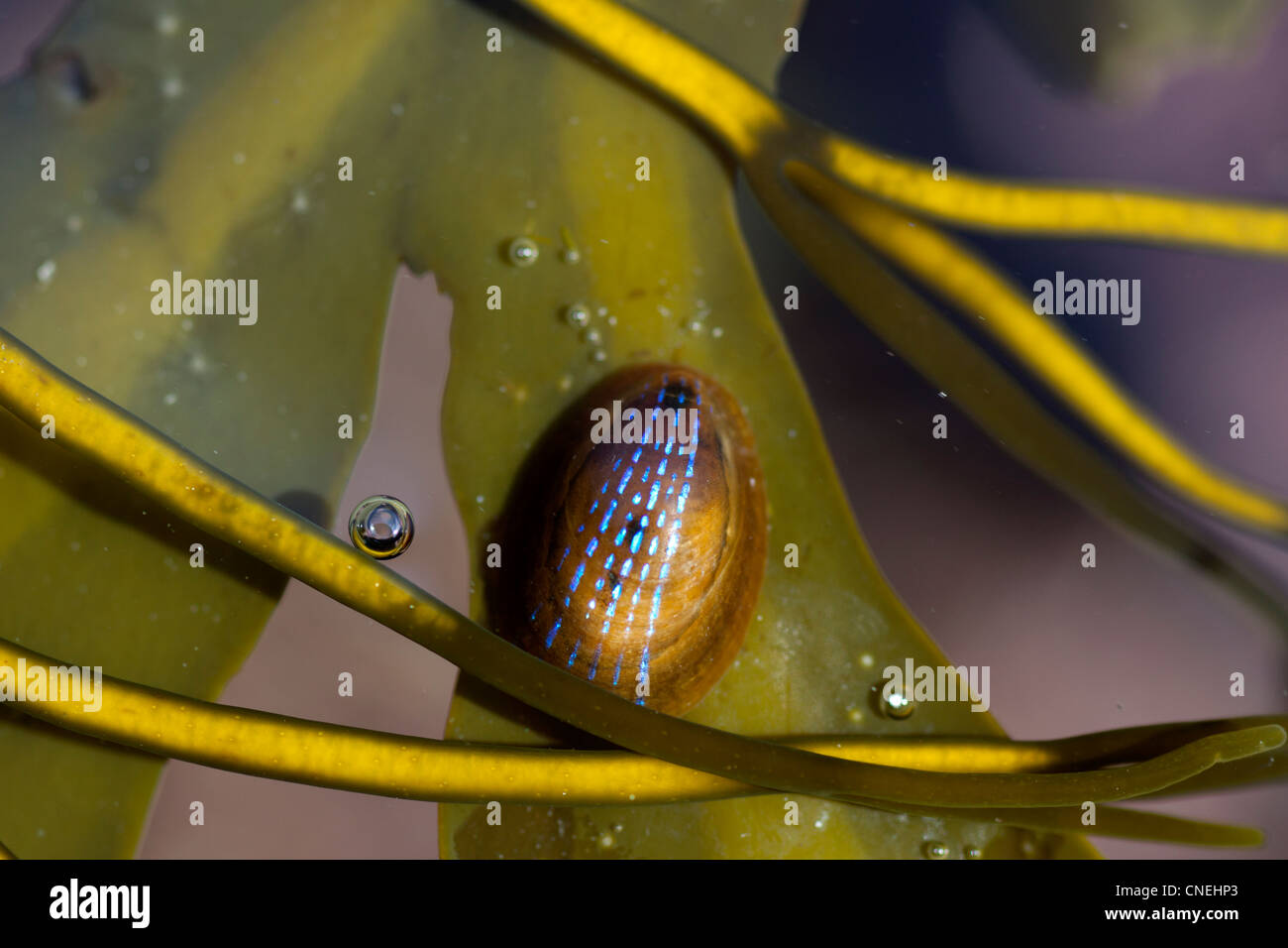 Blue-rayed Limpet (Helcion pellucidum) in a rockpool, on Serrated Wrack ...