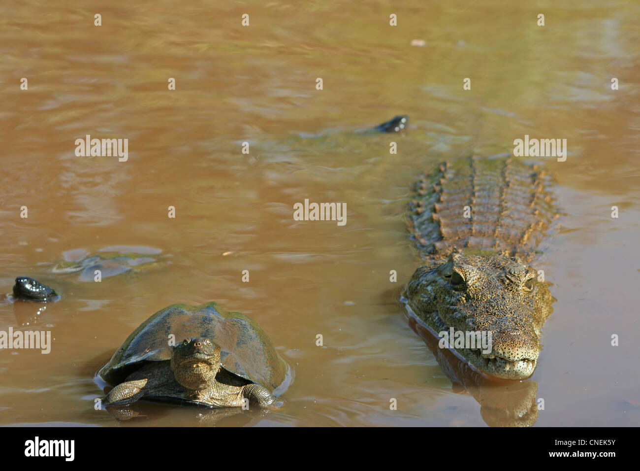 Turtle and crocodile Stock Photo - Alamy
