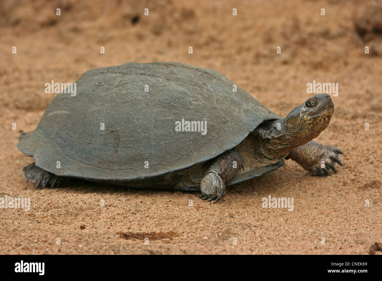 Turtoe hi-res stock photography and images - Alamy