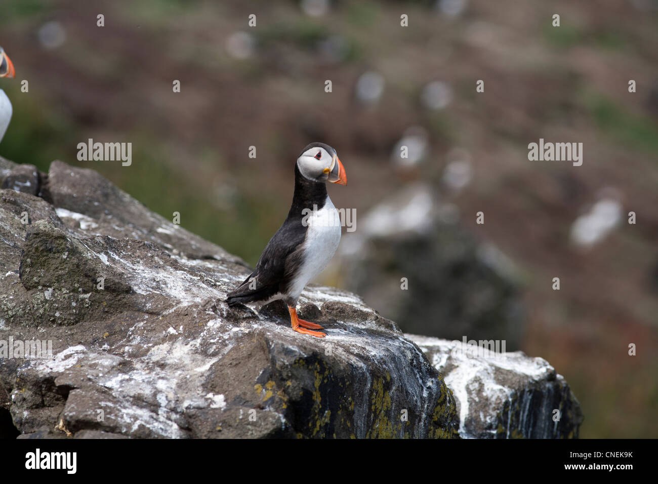 Puffins on the Isle of May in The Firth of Forth , Scotland Stock Photo ...