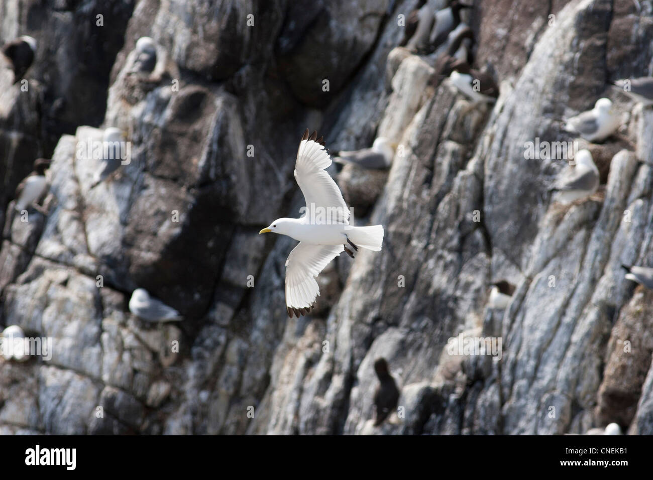 Seabirds on the Isle of May Scotland Stock Photo - Alamy