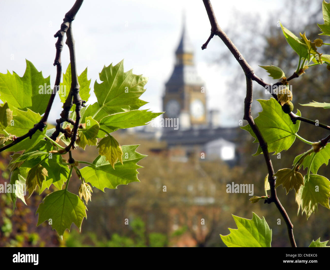 big ben through leaves on a tree in St James' Park Stock Photo - Alamy