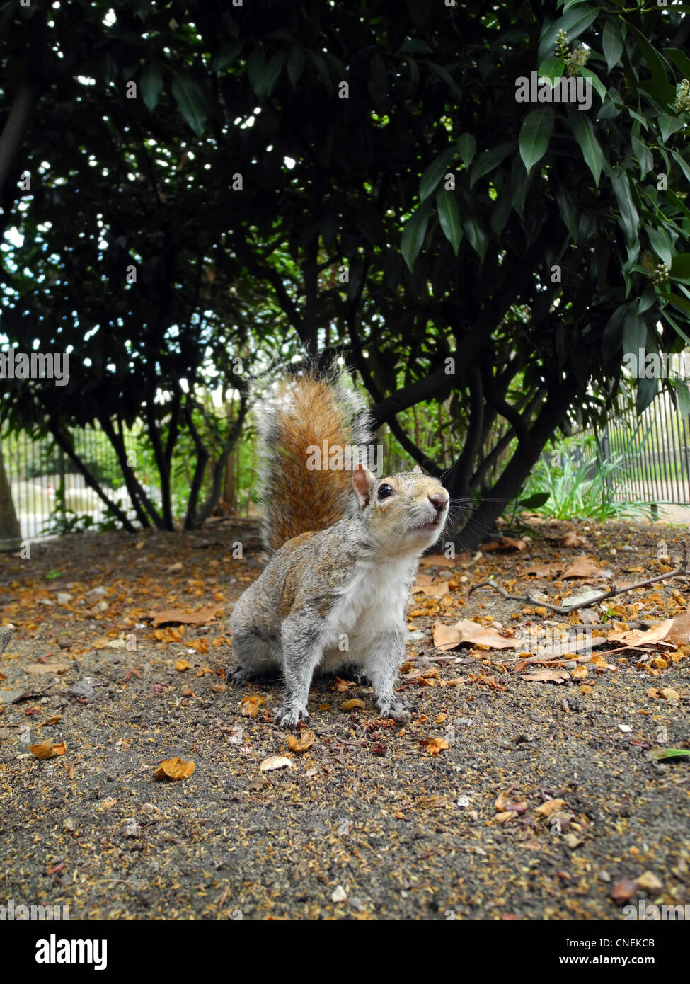 Squirrel in st james park hi-res stock photography and images - Alamy