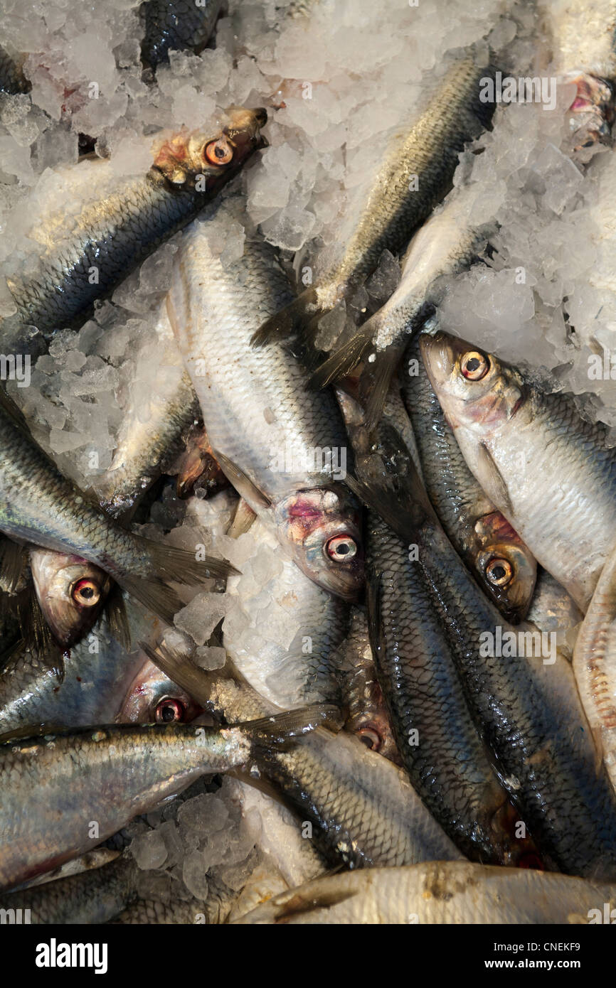 Fishmongers in Edinburgh Stock Photo - Alamy