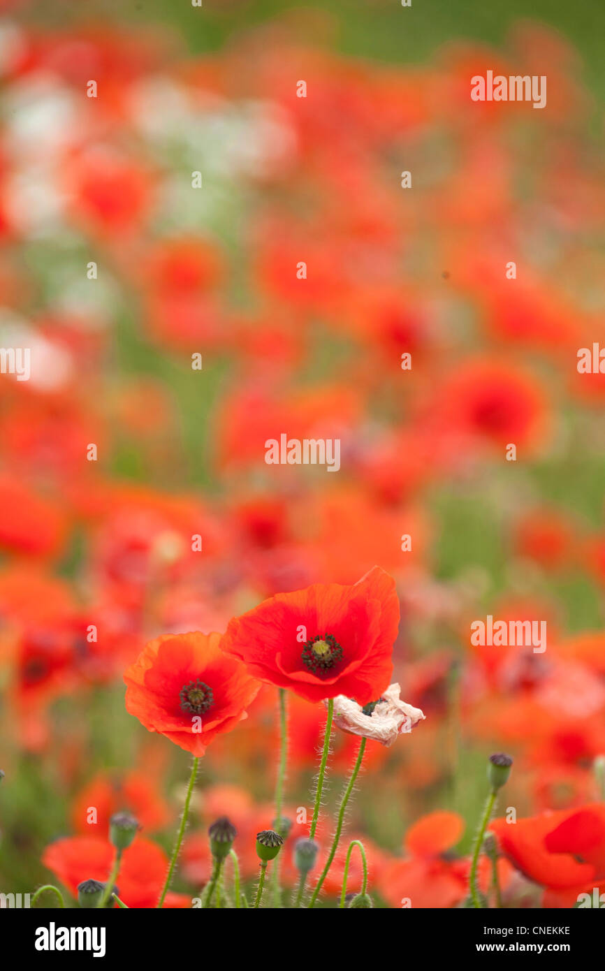 Field of Poppies UK Stock Photo - Alamy
