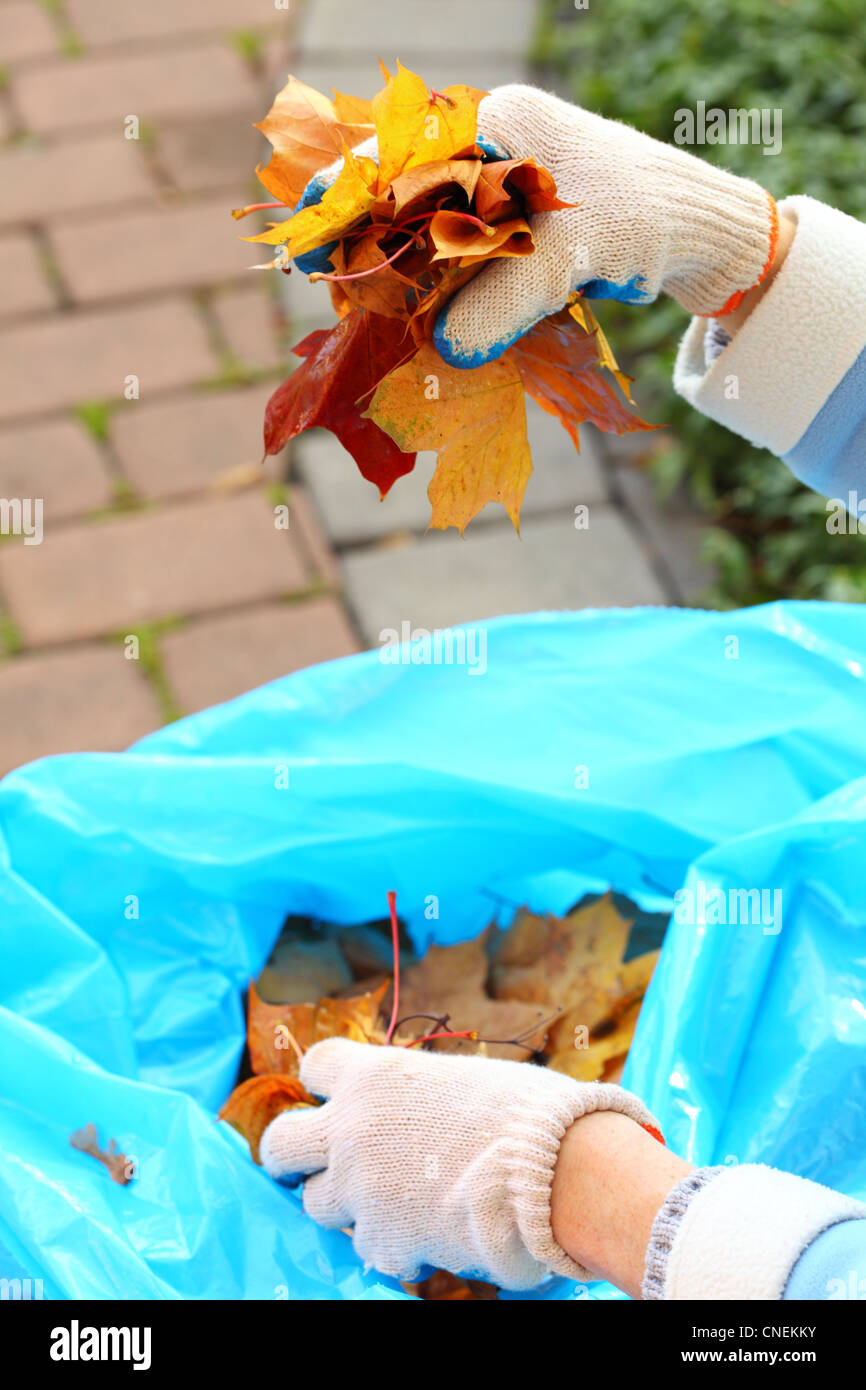 Autumn glove hand tree leaf hi-res stock photography and images - Alamy