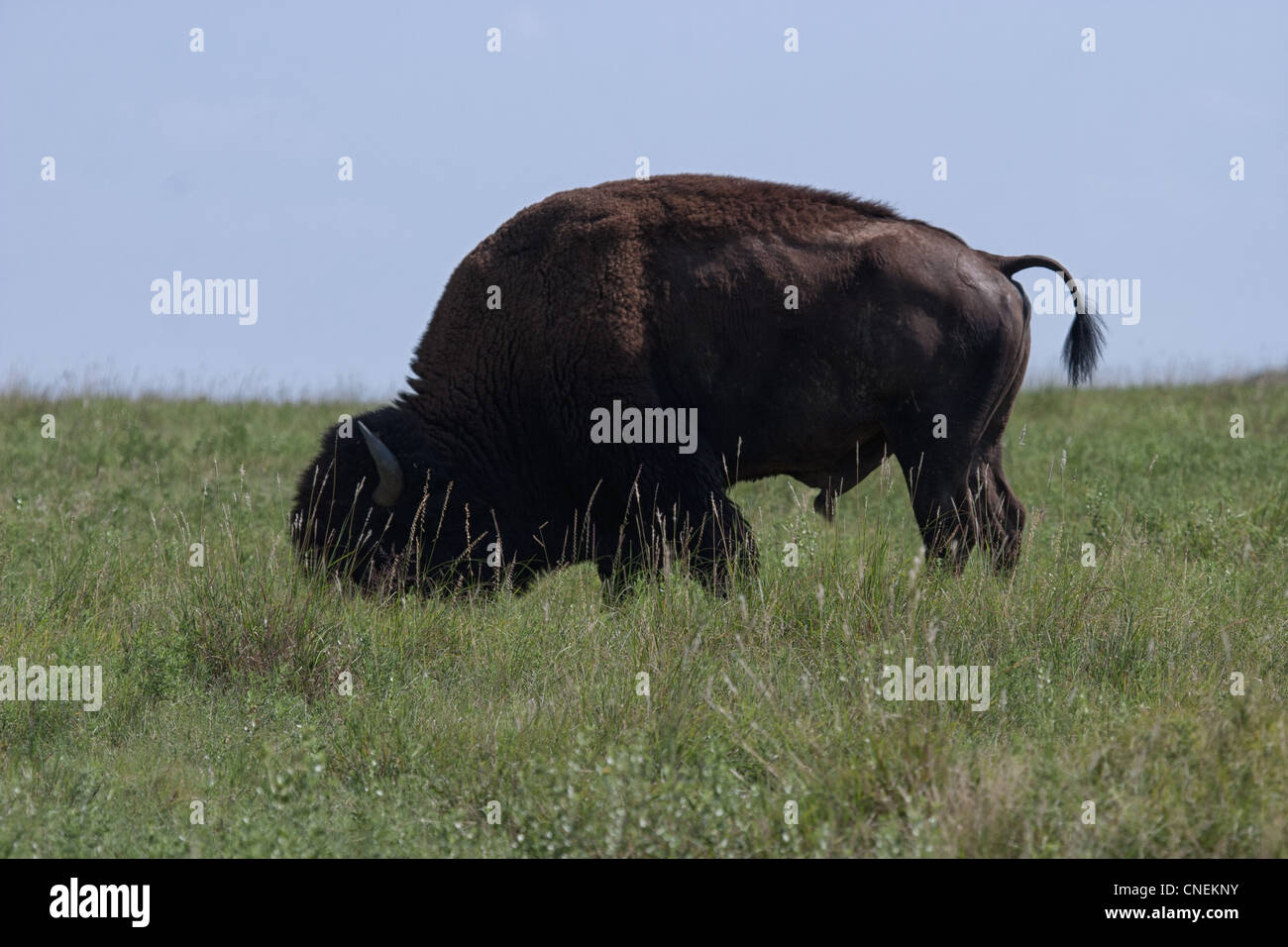 American Buffalo Bison Buffalo High Plains Horns Wild Life Stock Photo ...