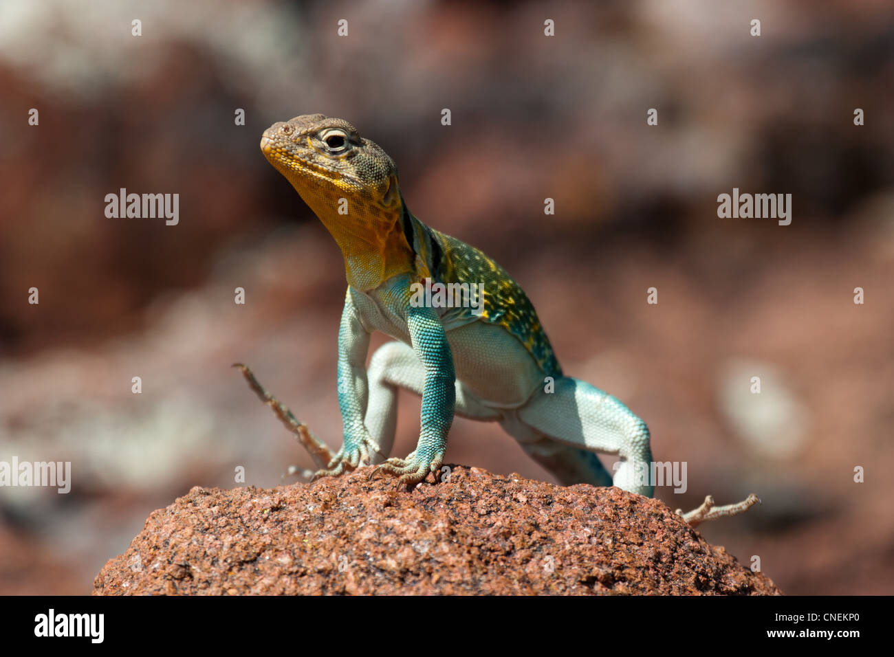 Collard lizard hi-res stock photography and images - Alamy