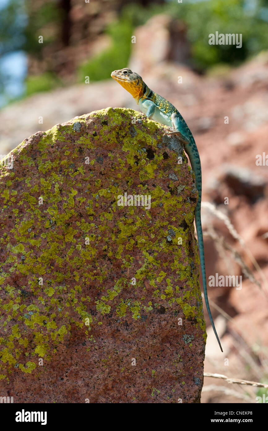Collared Lizard on a Rock Stock Photo - Alamy