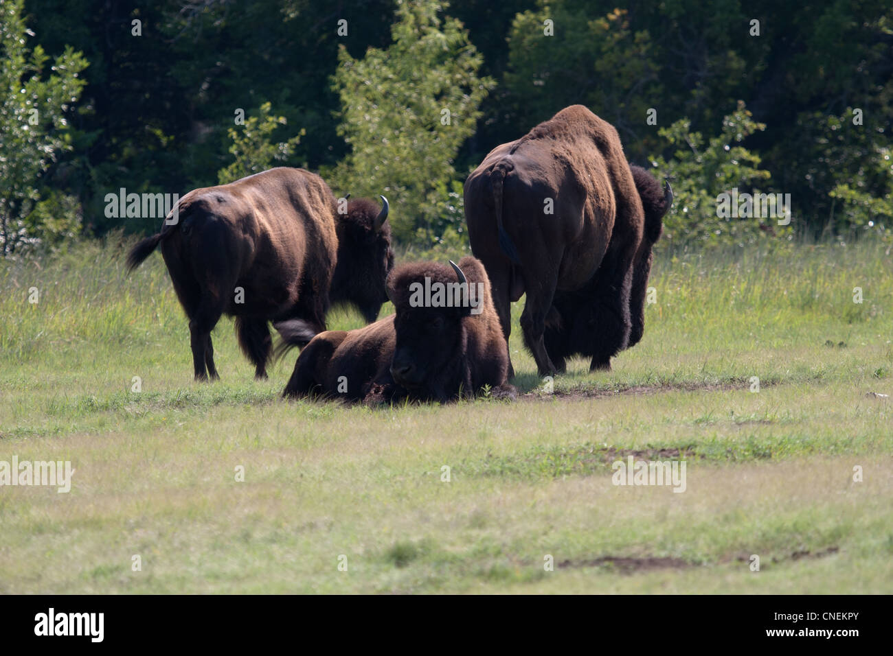 American Buffalo Bison Buffalo High Plains Horns Wild Life Stock Photo ...