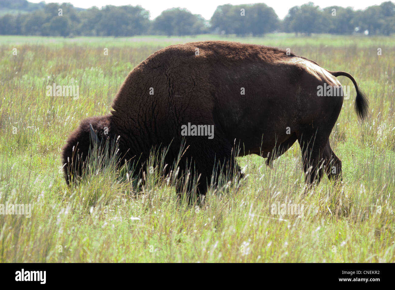 American Buffalo Bison Buffalo High Plains Horns Wild Life Stock Photo ...