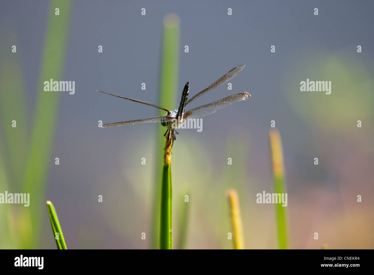Dragon Fly Dragonfly Wings Stock Photo - Alamy