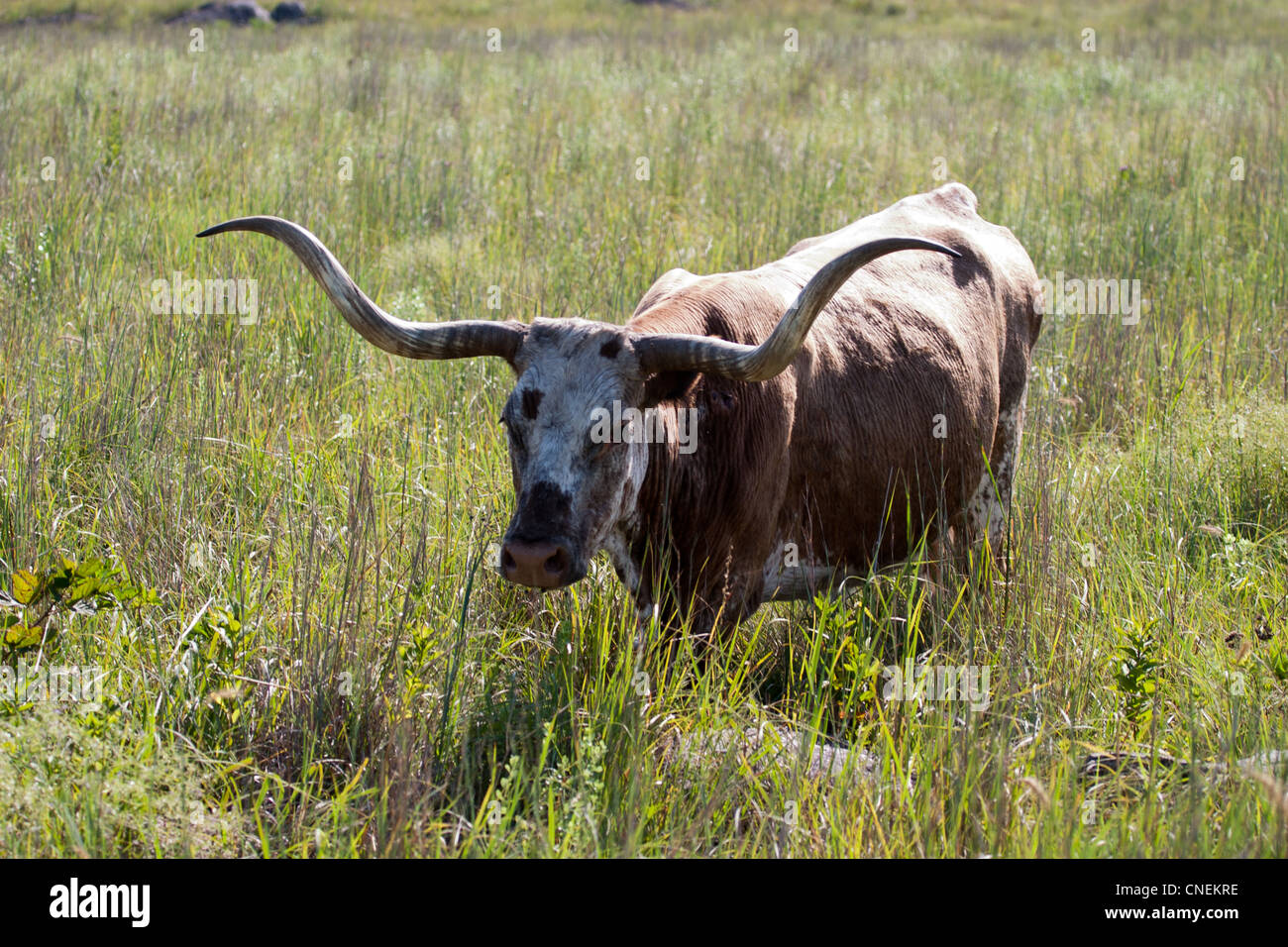 Beef Cattle Horns Texas Long Horn Texas LongHorn Stock Photo - Alamy