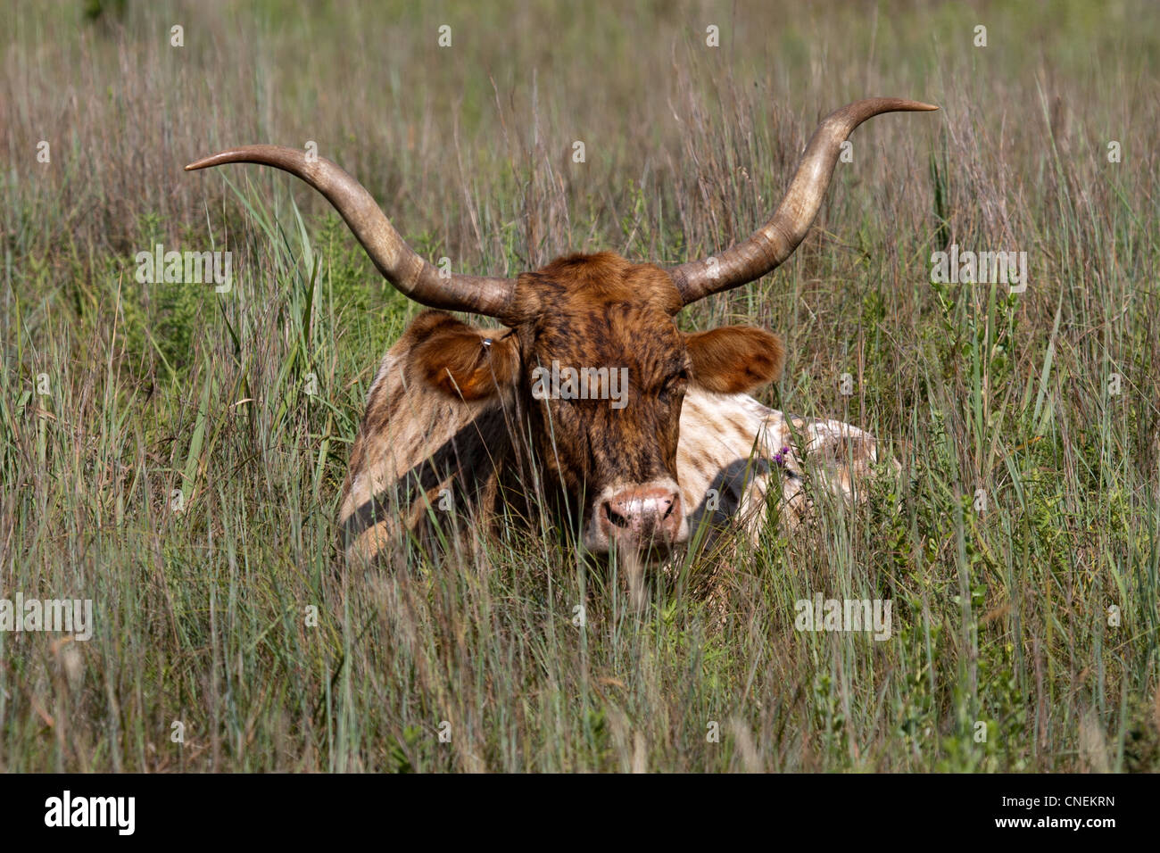 Beef Cattle Horns Texas Long Horn Texas LongHorn Stock Photo - Alamy