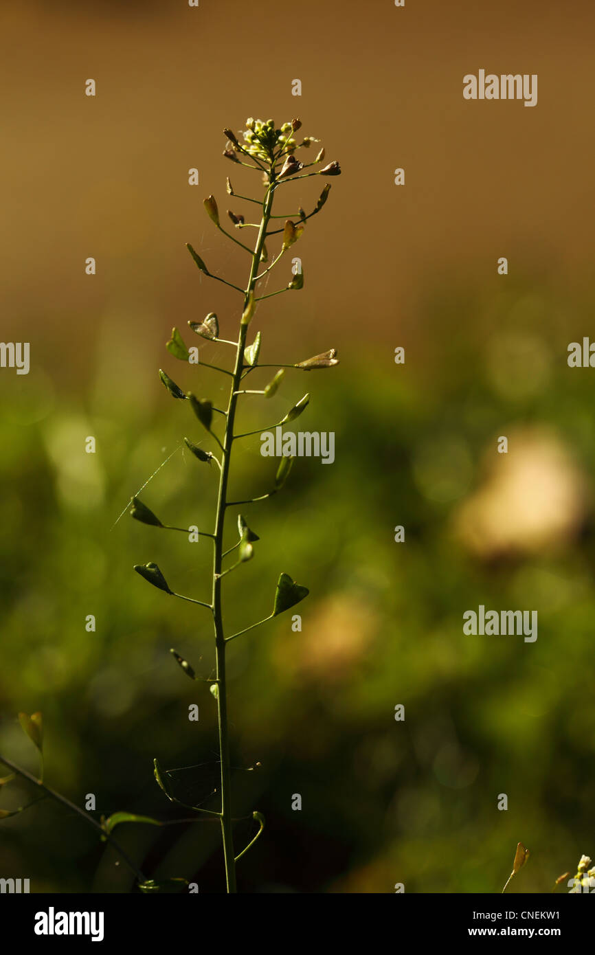 Detail of nature. Plant close-up Stock Photo - Alamy