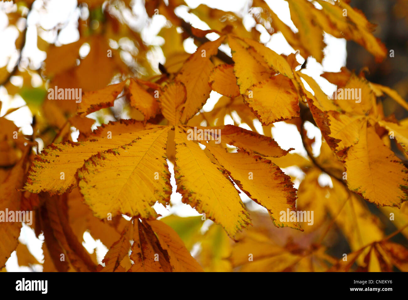 Conker tree leaf hi-res stock photography and images - Alamy