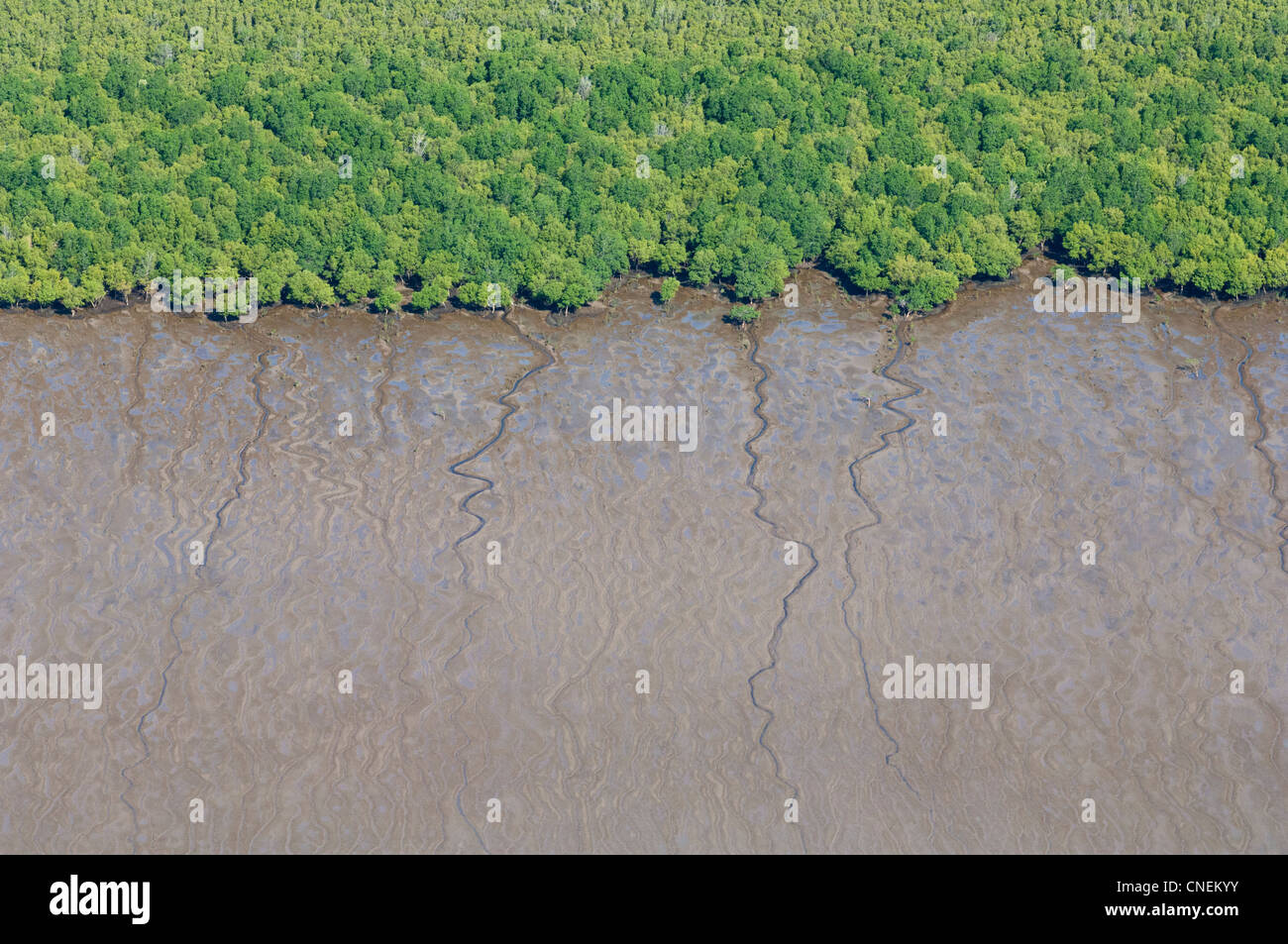 Mangrove forest and mud flats along the coast of Pwani Region, aerial ...